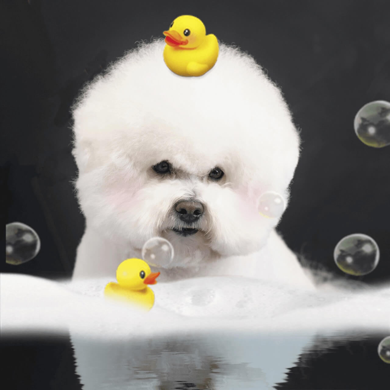 Discover 4 Editing Tips to Make Your Pet Portraits Perfect!