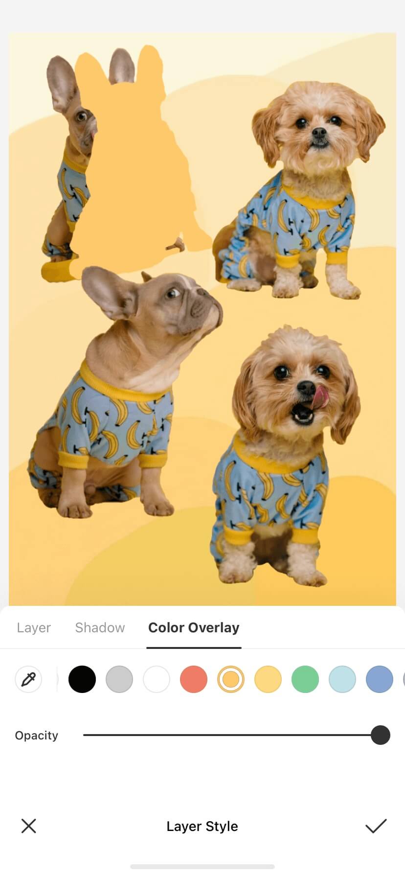 Discover 4 Editing Tips to Make Your Pet Portraits Perfect!